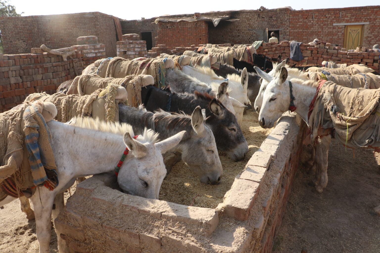 Module 1 | Part 2: Animal Welfare and Communities | Relationships ...