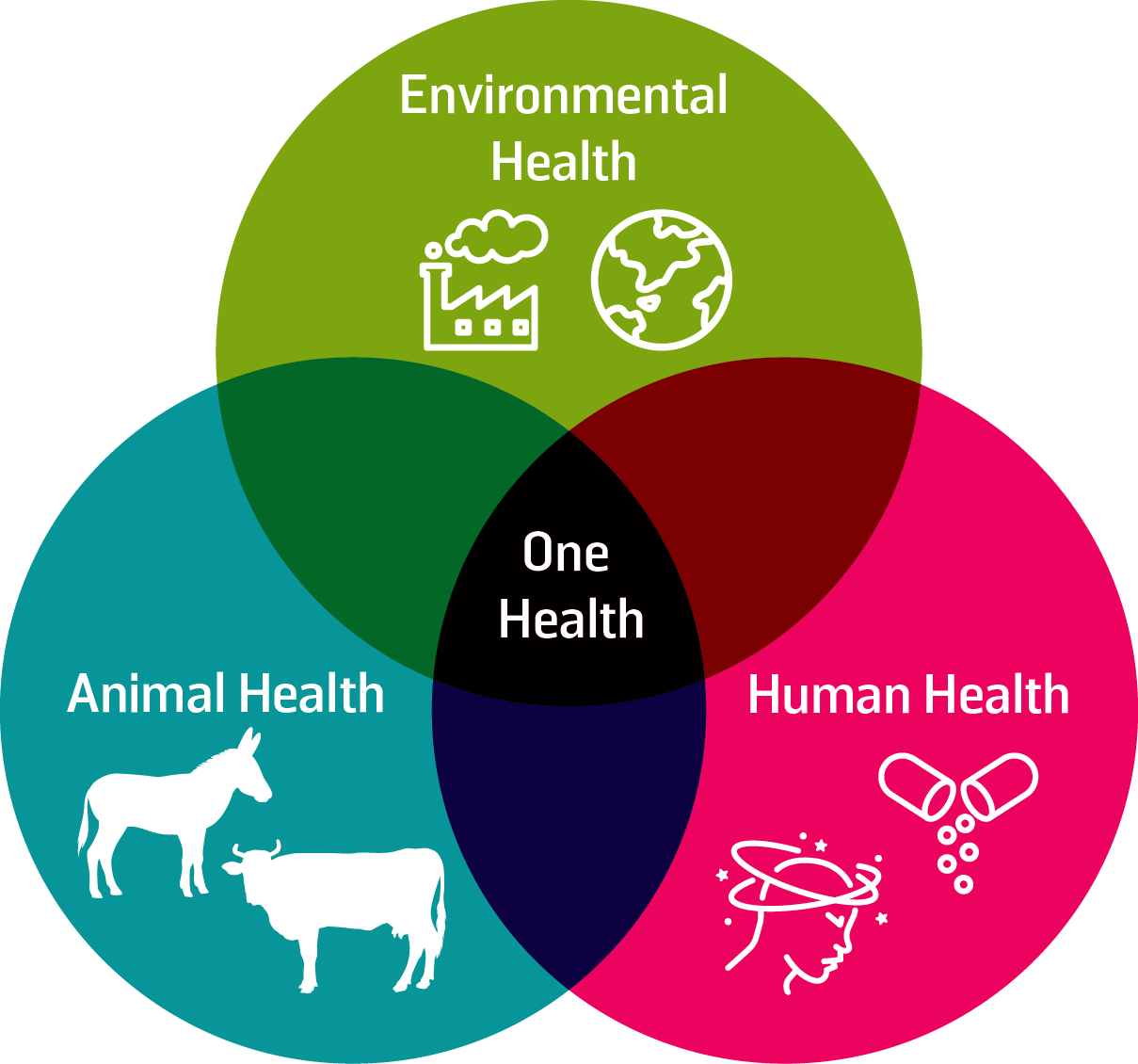 Module 1 | Part 3: Animal Welfare and Communities | Beyond Animal ...