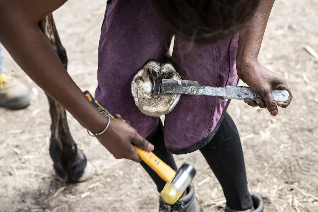 Module 1 | Part 1: Animal Welfare and Communities | Understanding ...